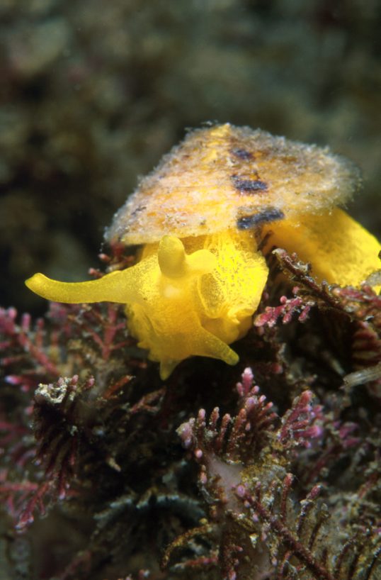 Underwater - Small World Images